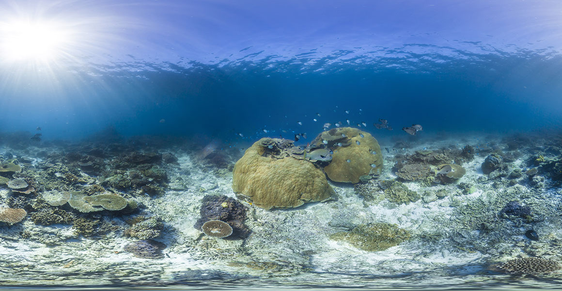 Muraka: Coral – A Living, Evolving Wonder of the Ocean